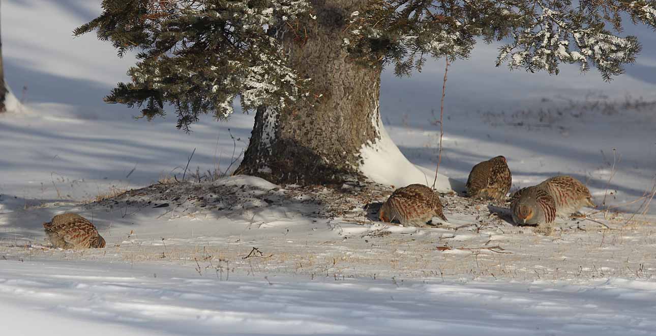 Les oiseaux de la région de La Pocatière, Québec: Cinq Perdrix grises…