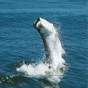 Pescando, bueno terqueandole con todo...: 100 típs para la pesca del sabalo