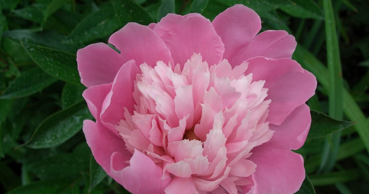 Maynard Life Outdoors and Hidden History of Maynard: Maynard Garden ...