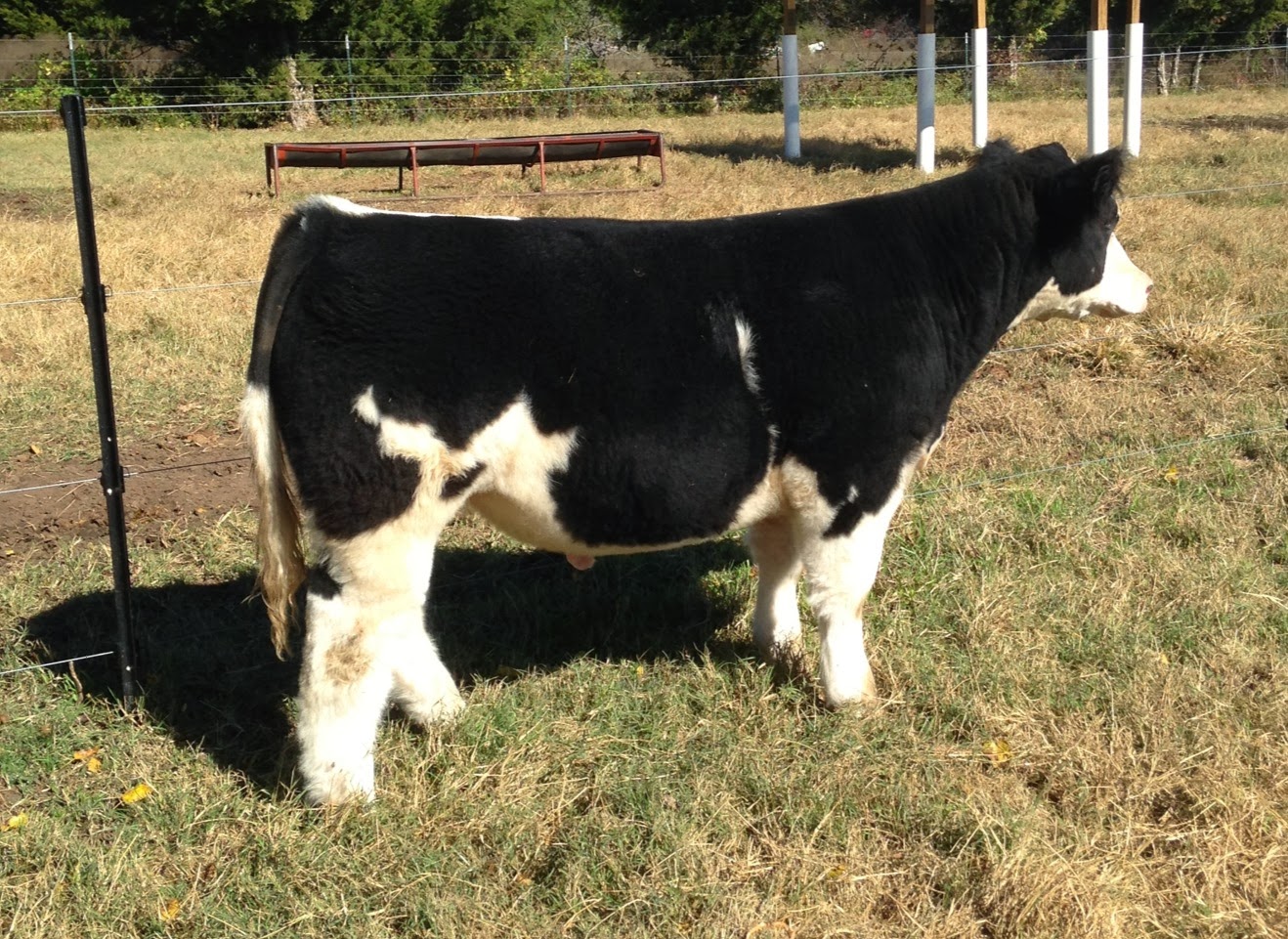 Trausch Farms: Lucky Strike Show Cattle - Oklahoma