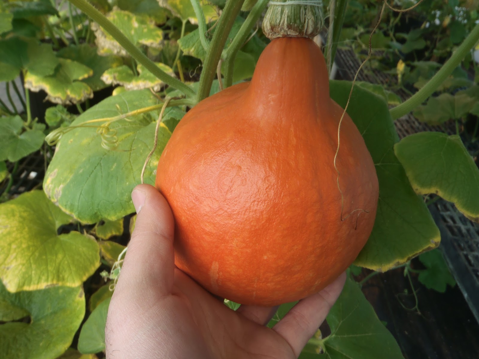 Have You Ever Picked A Carrot?: Fun with Flowers: The art of squash ...
