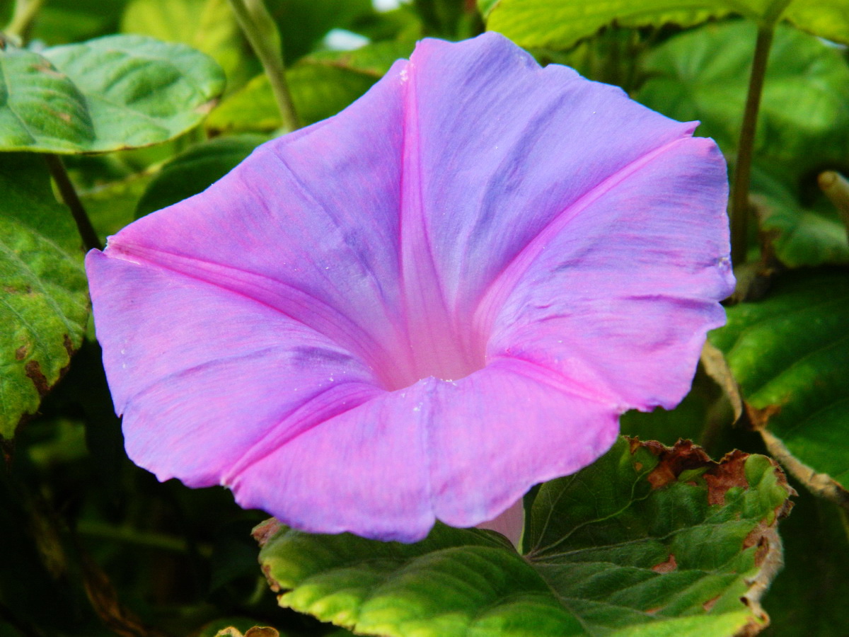 LA MULTI ANI, ROMANIA!: Zorele