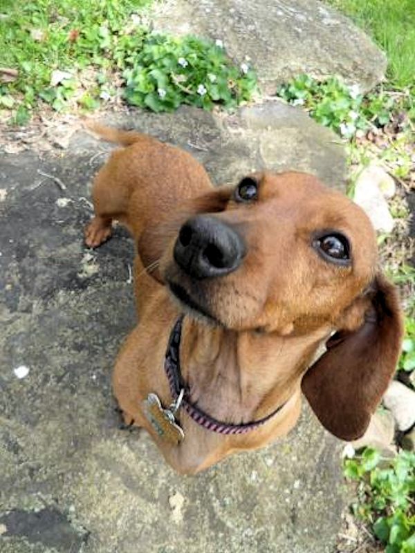 The Long and Short of it All: A Dachshund Dog News Magazine: Adoption ...