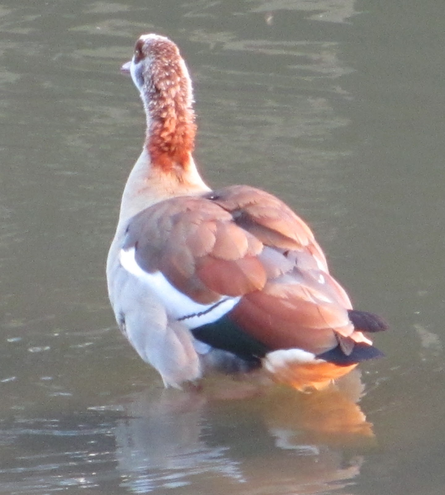 Cannundrums: Egyptian Goose