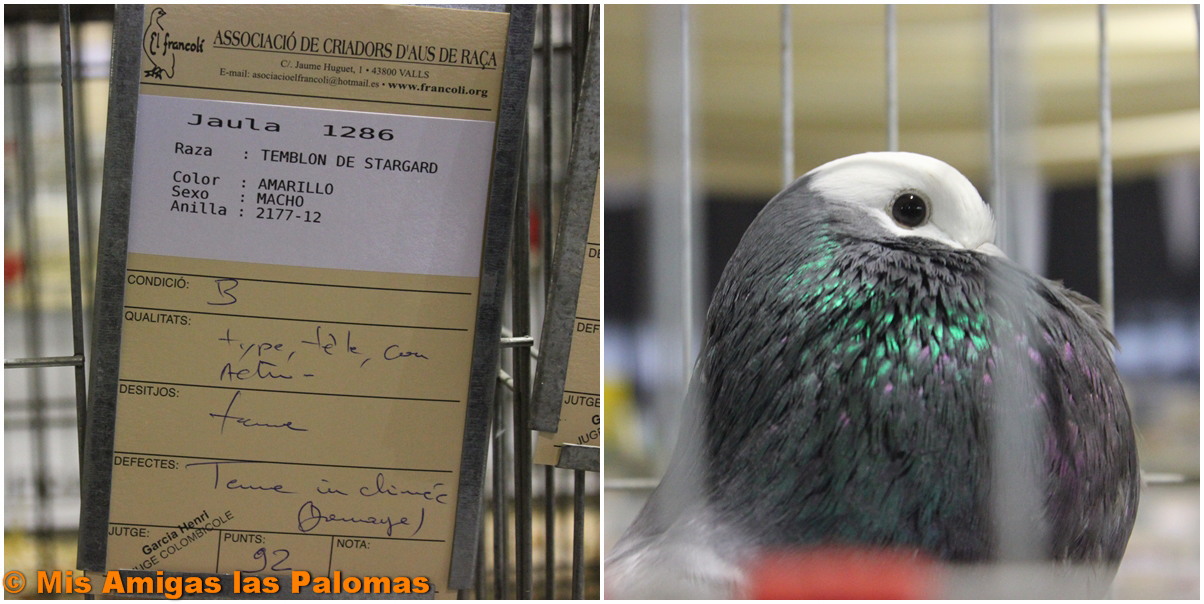 Mis amigas las palomas: Fotos palomas de raza