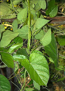 Medicinal Plants My Village: Medicinal Plants in My Village