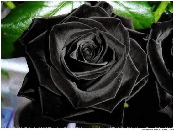 Bunga Rose Hitam di Turki Sangat Indah Tapi Pelik. - Gaban Comel