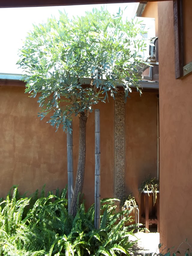 Gardening in Africa: Kiepersol (Cabbage Tree) - Cussonia paniculata