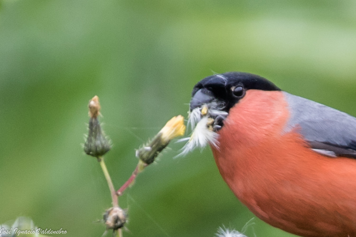 DocNatureBlog: Colorín, colorado, éste pájaro me ha encantado ...