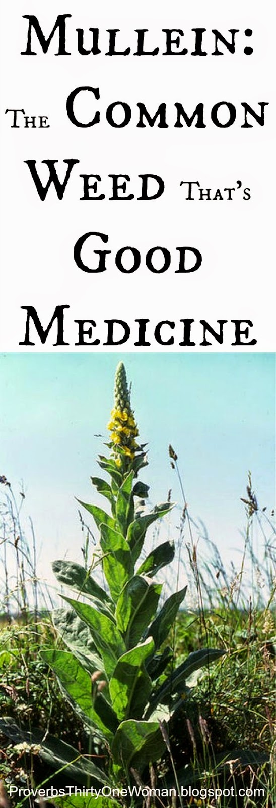 Mullein: The Common Weed That's Good Medicine - Proverbs 31 Homestead