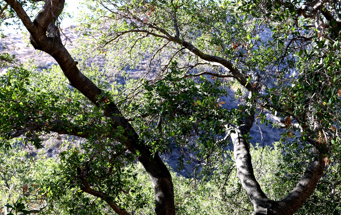 A photo, A thought............: Plant: Dominant chaparral flora....
