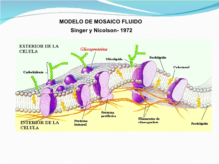 blog-bioquimica: Lípidos y Membrana