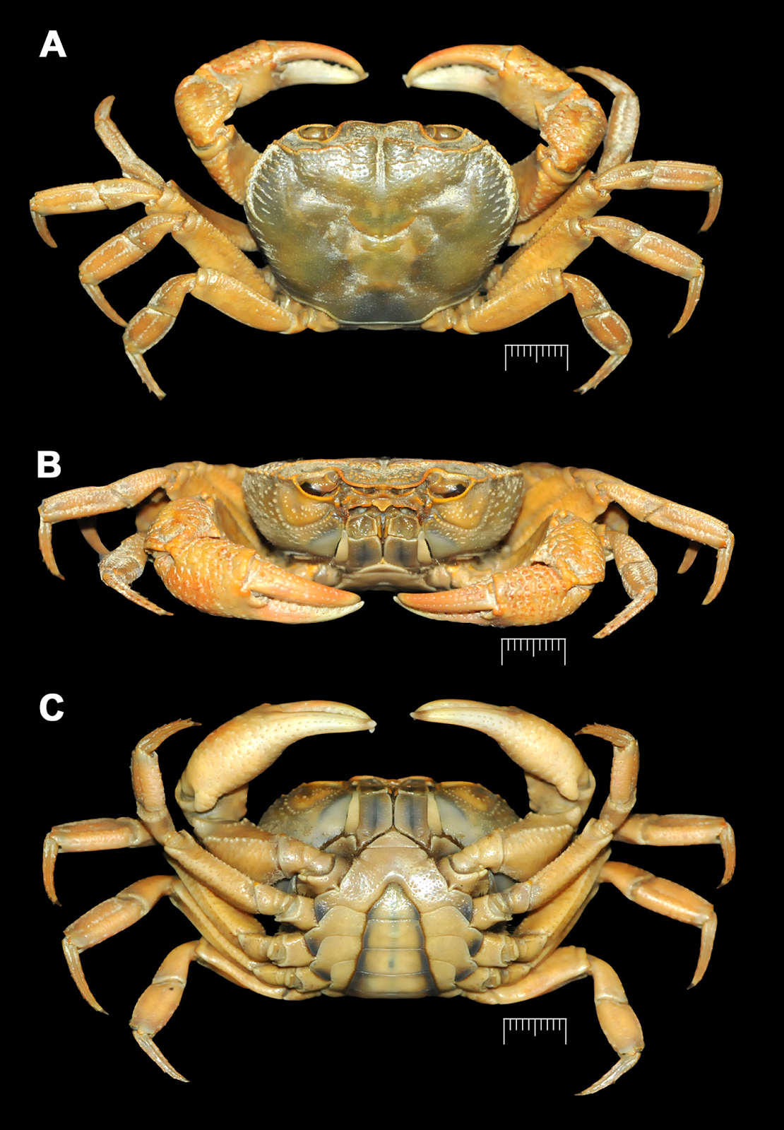 Species New to Science: [Crustacea • 2017] Himalayapotamon garhwalense ...