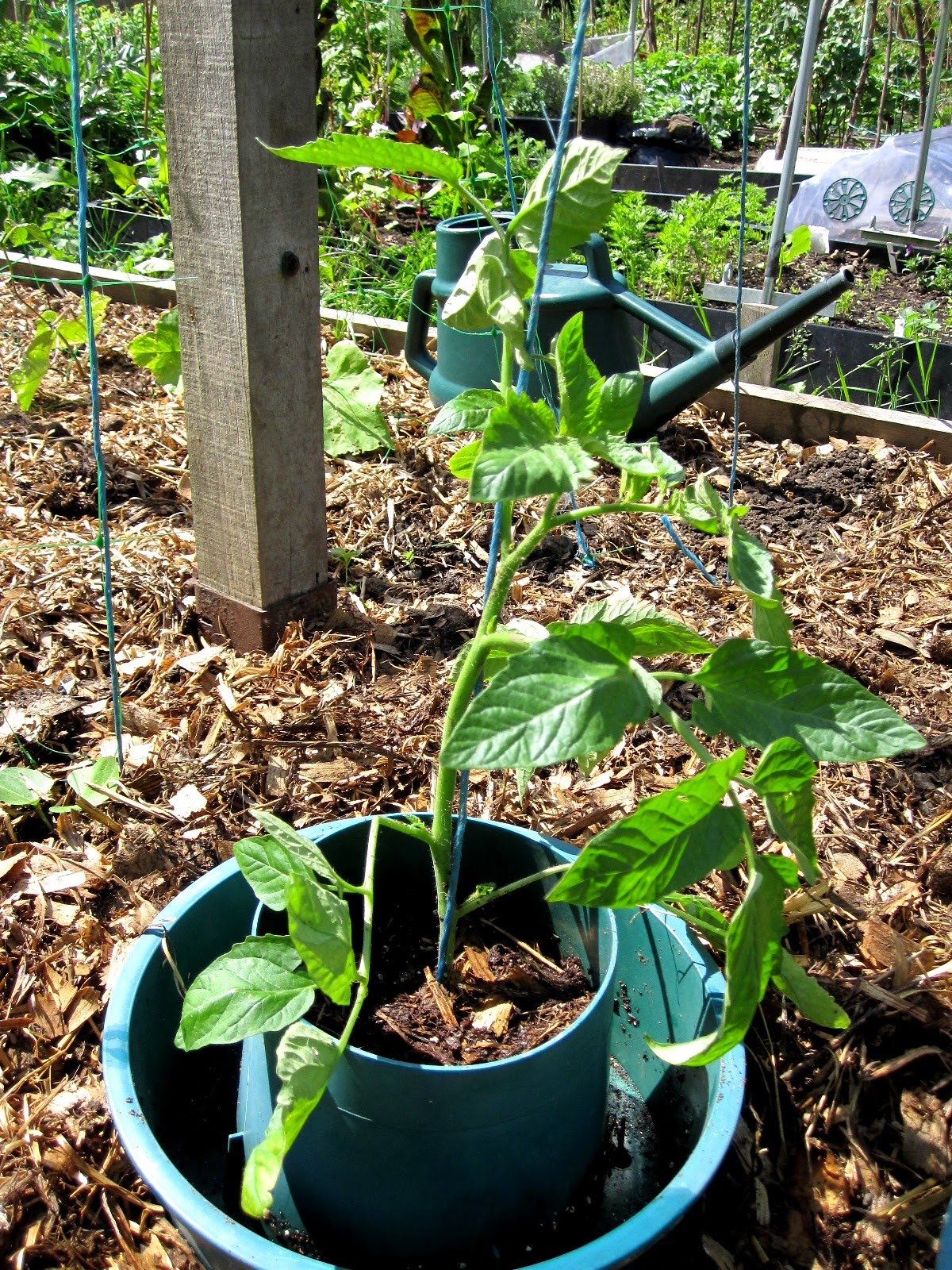 Fi's growing, gardening and design: Cordon tomatoes - an experiment