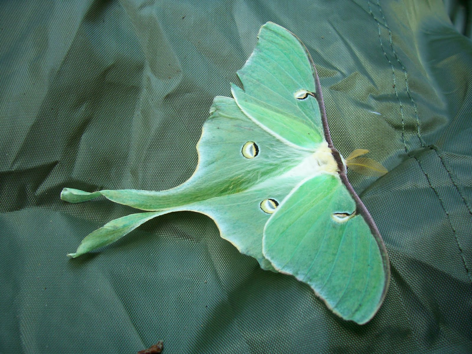 As-tu du feu? -non, mais j'ai du beurre de peanut: Un Autre Papillon ...