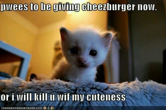 Pudicat Blog: Cat Humour