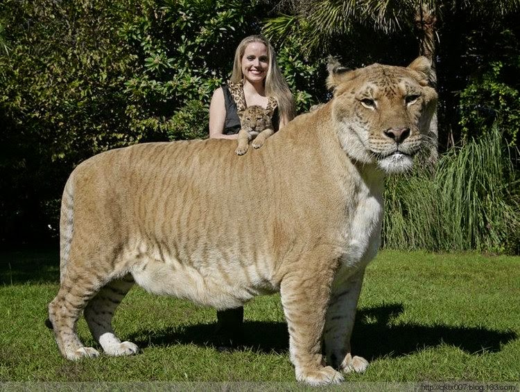 Biologia-Vida: Ligre: o gigante híbrido de tigre e leão / Liger: the ...
