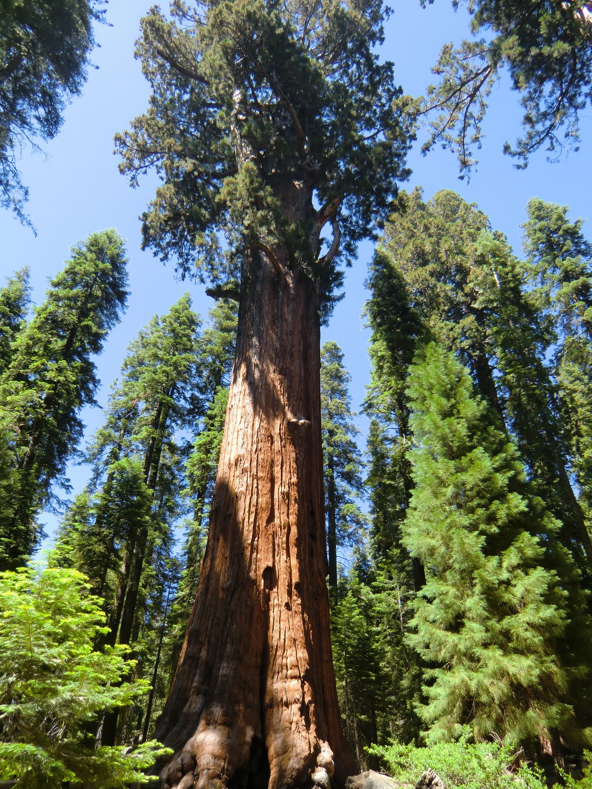 Familie Janssen in Amerika: Dag 19: Sequoia National Park