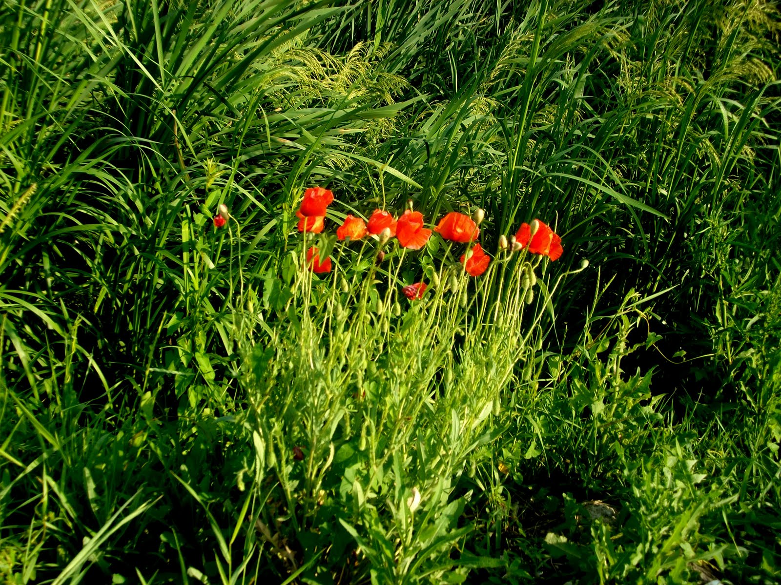 Dusa Ioan : flori de Mac