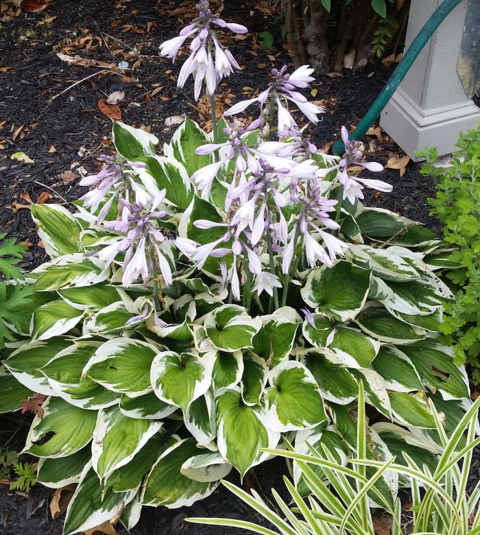 Future Plants by Randy Stewart: Hosta