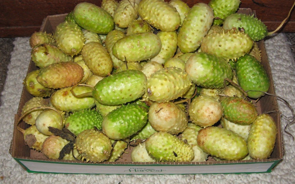 The Schaapkraal Diaries: Watermelon konfyt – preserving culture in a jar.