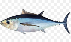 Ikan Tuna Albakora Atau Tuna Daging Putih | IKAN DAN LAUT