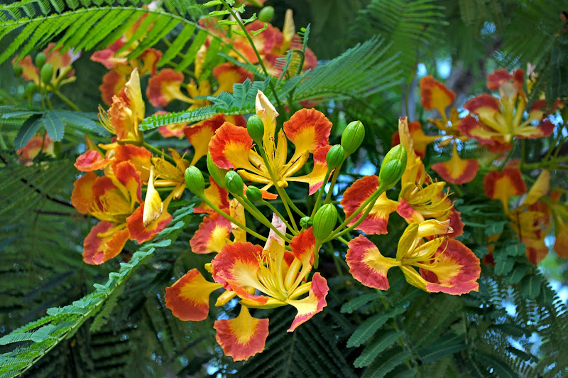 ARTE FOTOGRÁFICO: Simplemente Flores.....!!!!