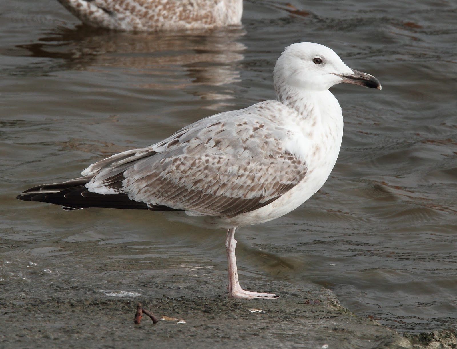 TT's Birding Blog: Caspian Gull