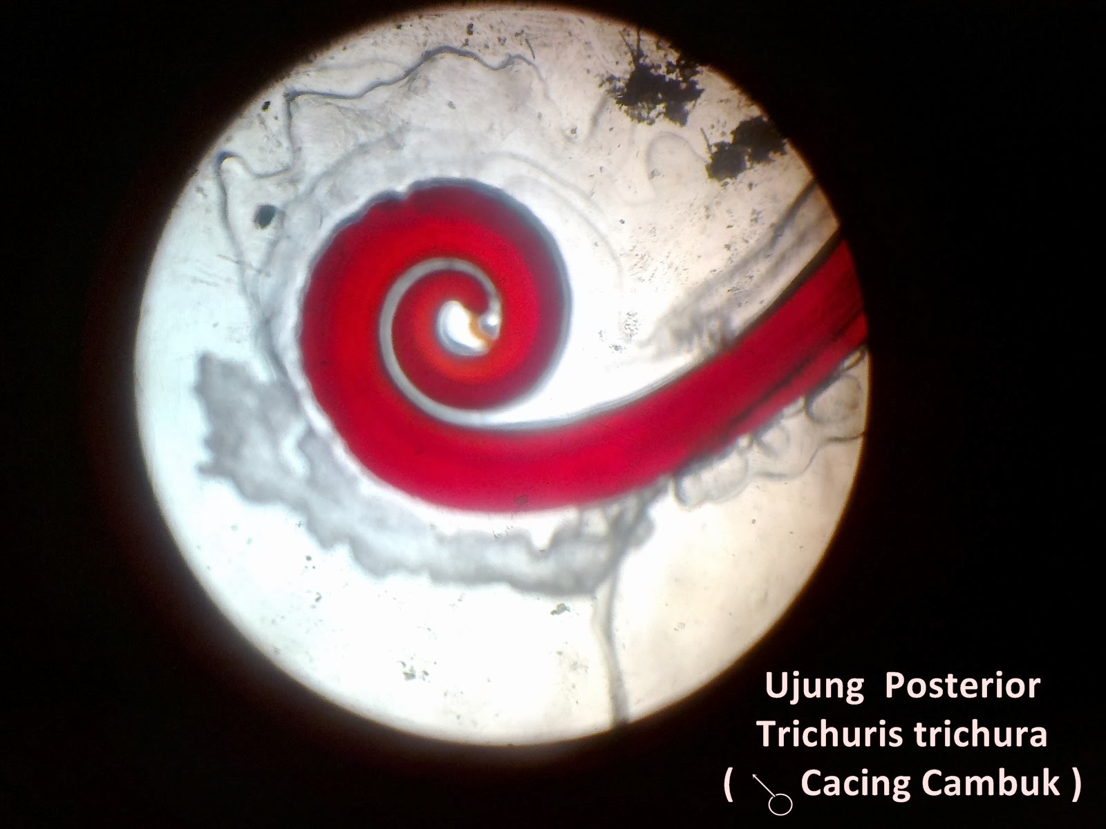 Rizqi Murtafi'ah: Preparat Awetan Cacing