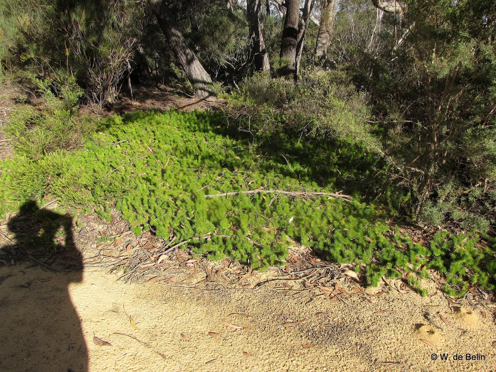 Sydney's Wildflowers and Native Plants: Persoonia chamaepitys ...