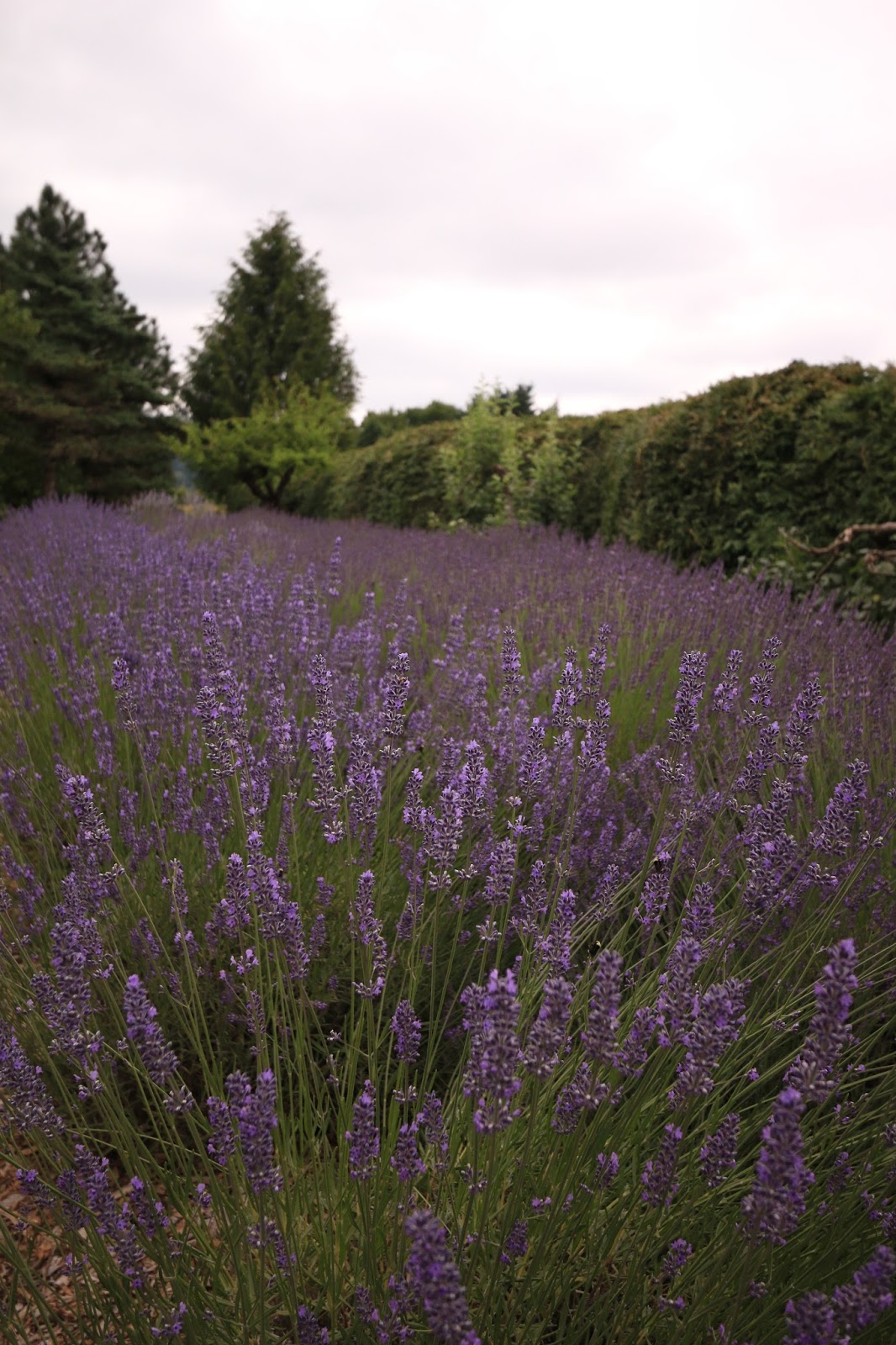 Delights of the Heart: Come Relax! It is Lavender Season