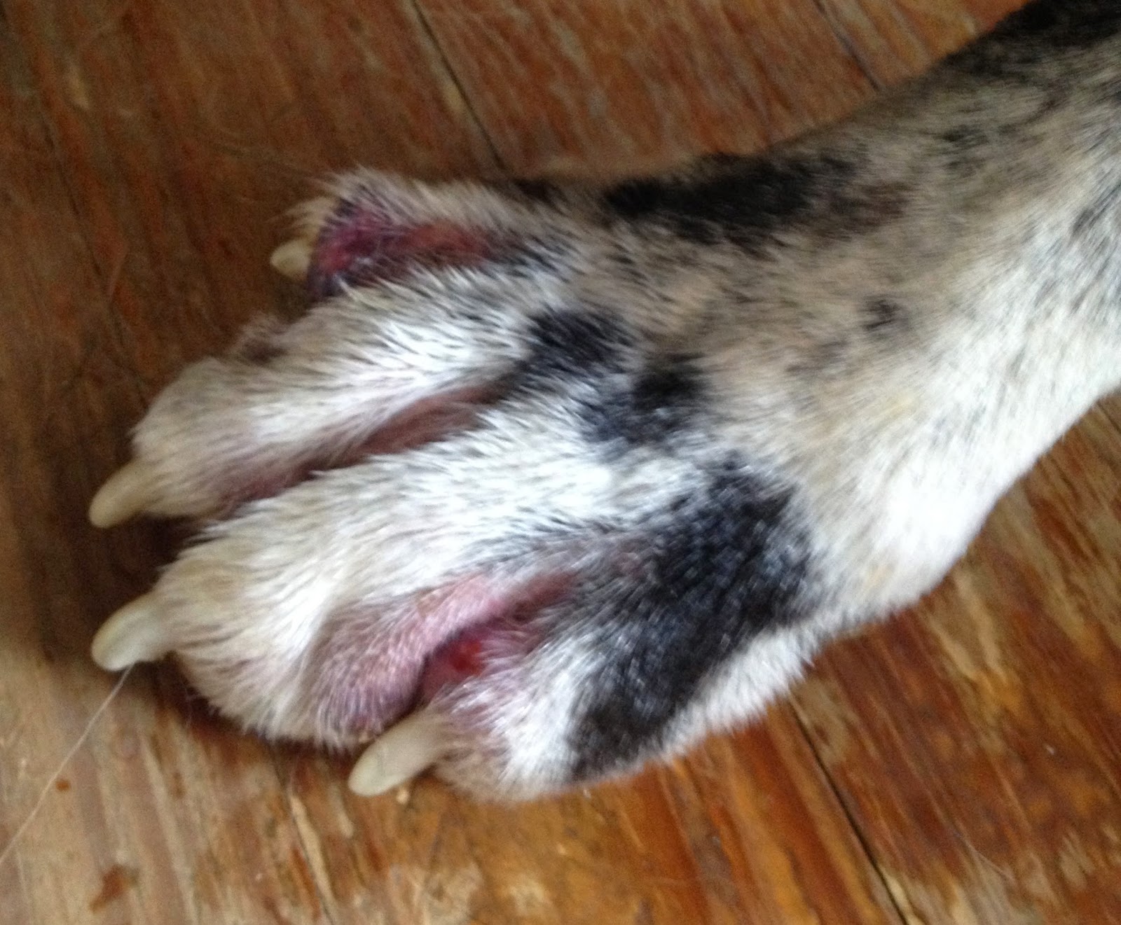 VA Dog Rescue: All about the feet