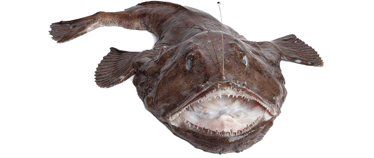 Chef in da house: Peixos