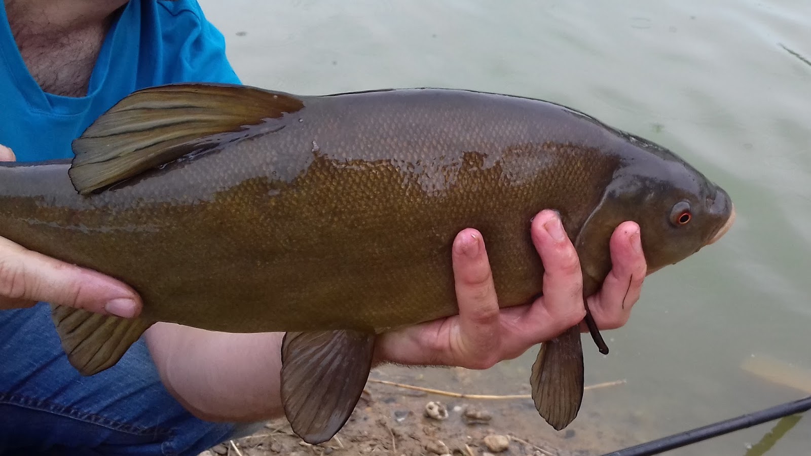 Soortenjager: Turn the tide