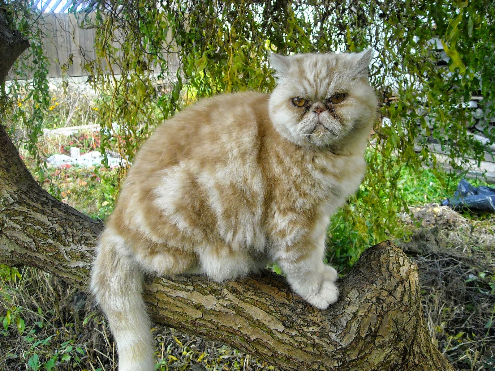 CZPOHÁDKA: O sirénové kočičce. Bílá kočička.