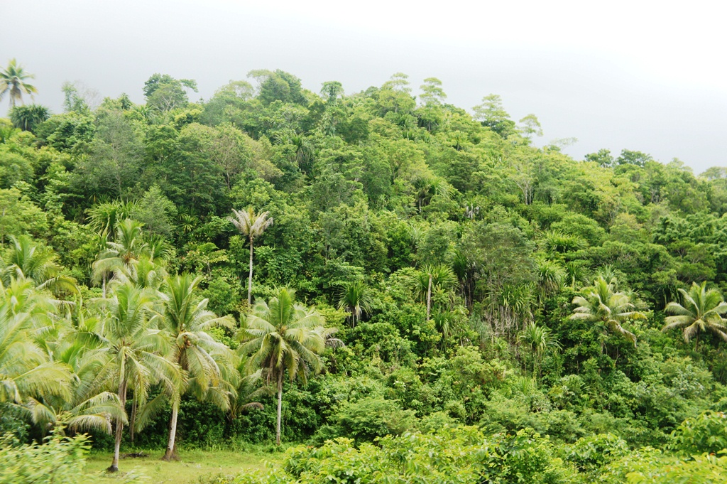 OUR PHILIPPINE TREES: Reaching Cloud Nine OUR PHILIPPINE TREES: Reaching Cloud Nine