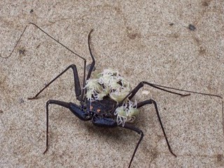 Natureza: Amblipígio ( Amblypygi )