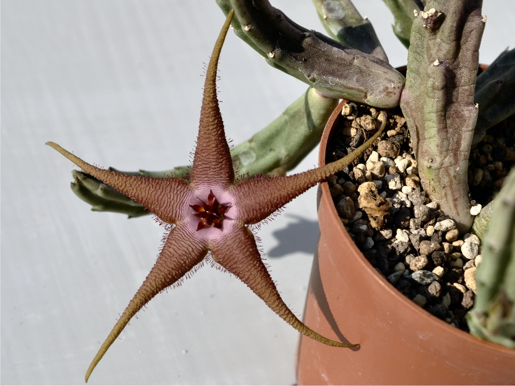 STAPELIA SPECIES ~ Cactus and suculents