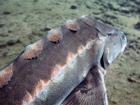 Real Monstrosities: Sturgeon