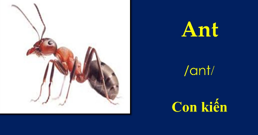 21 từ vựng tiếng Anh về côn trùng cho trẻ em ~ Cách học tiếng Anh good