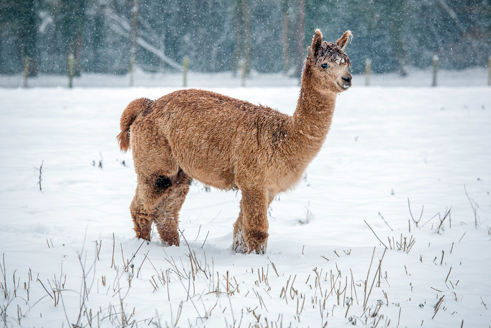 Ann Miles Blog: Animals in the Snow