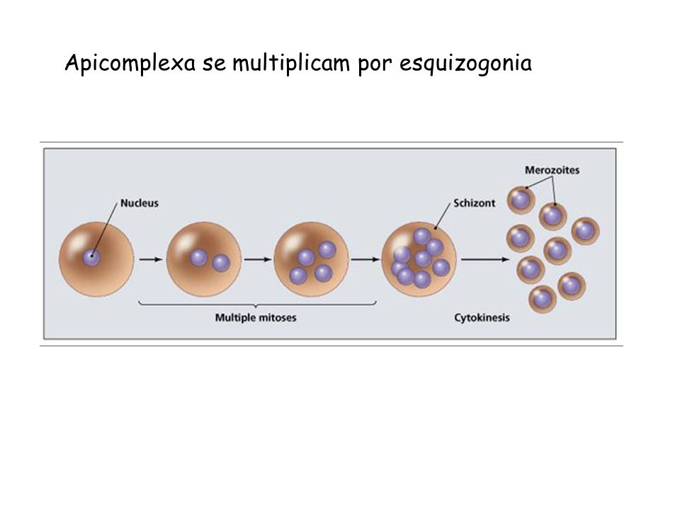 Os Protozooas, variedade e importância