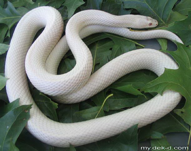 bioloblog: LUDZIE Z PORCELANY