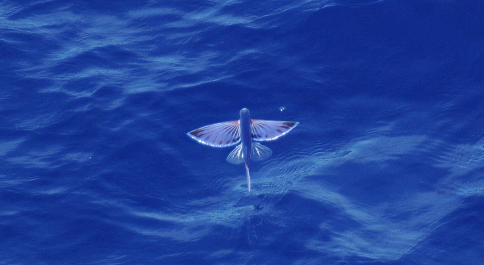 Flying Fish