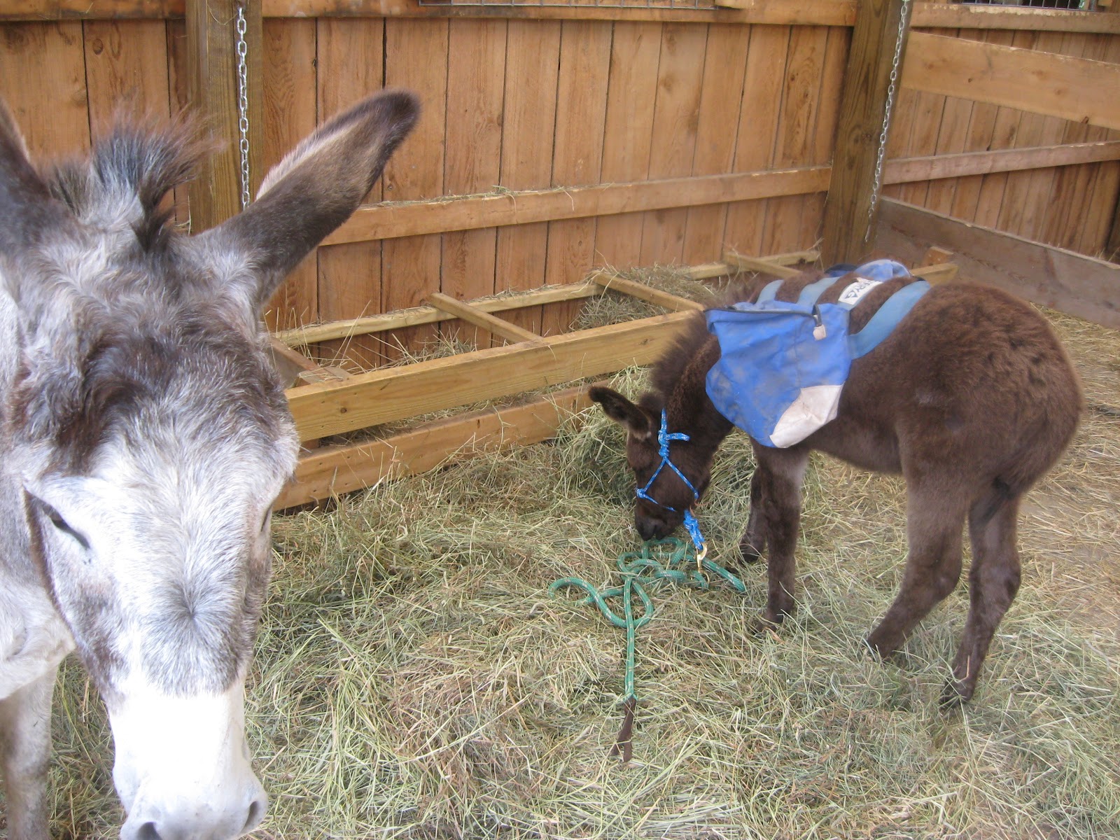 The Dancing Donkey: Pack Donkey