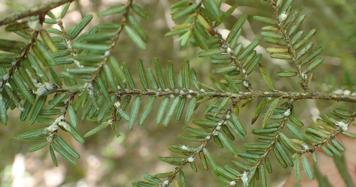 Field Notes: Slinging more Silver flies this spring...