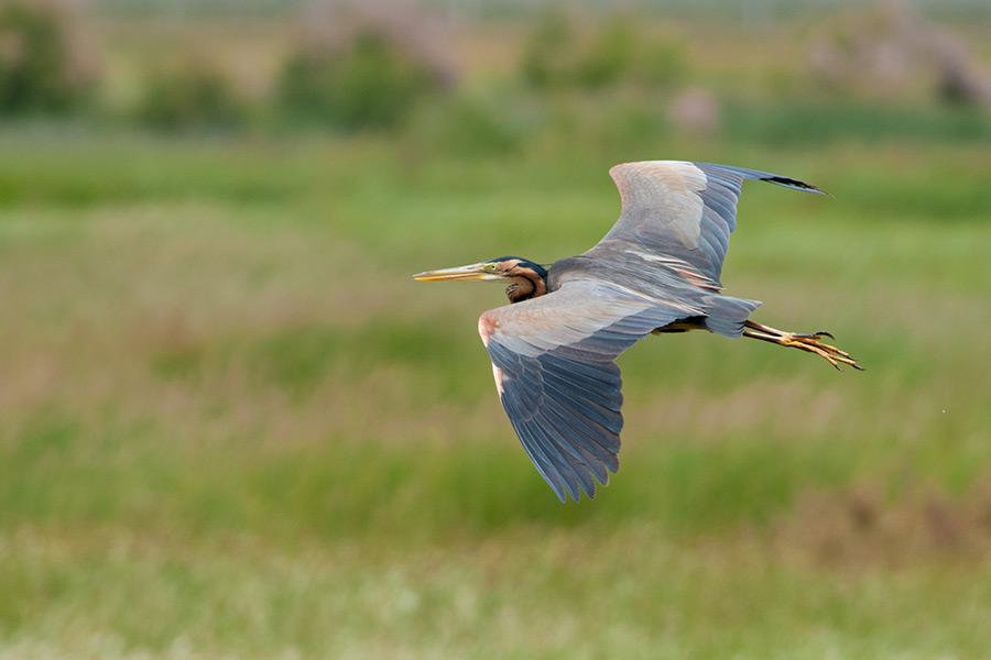 Cangak Merah (Ardea purpurea), Burung Pengembara yang Amat Penakut ...