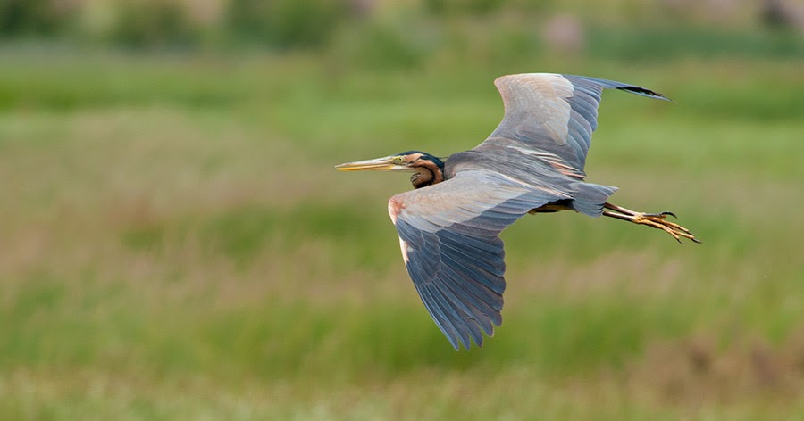 Cangak Merah (Ardea purpurea), Burung Pengembara yang Amat Penakut ...