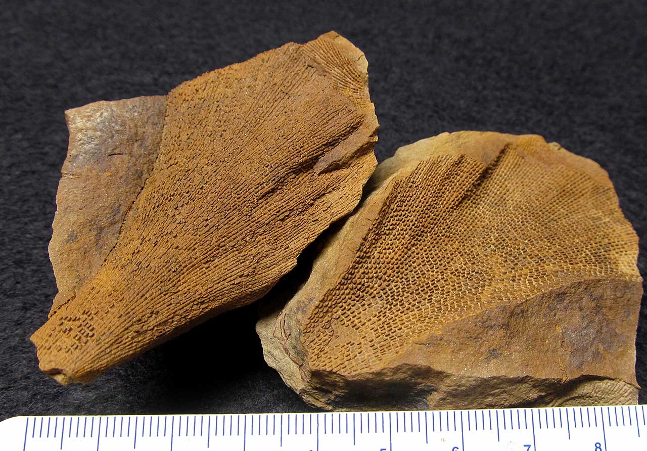 Louisville Fossils and Beyond: 01/01/2019 - 02/01/2019