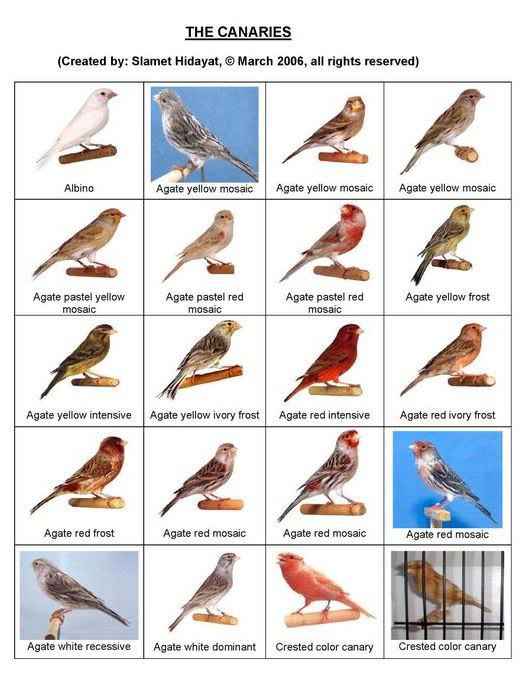 types of birds - General Knowledge